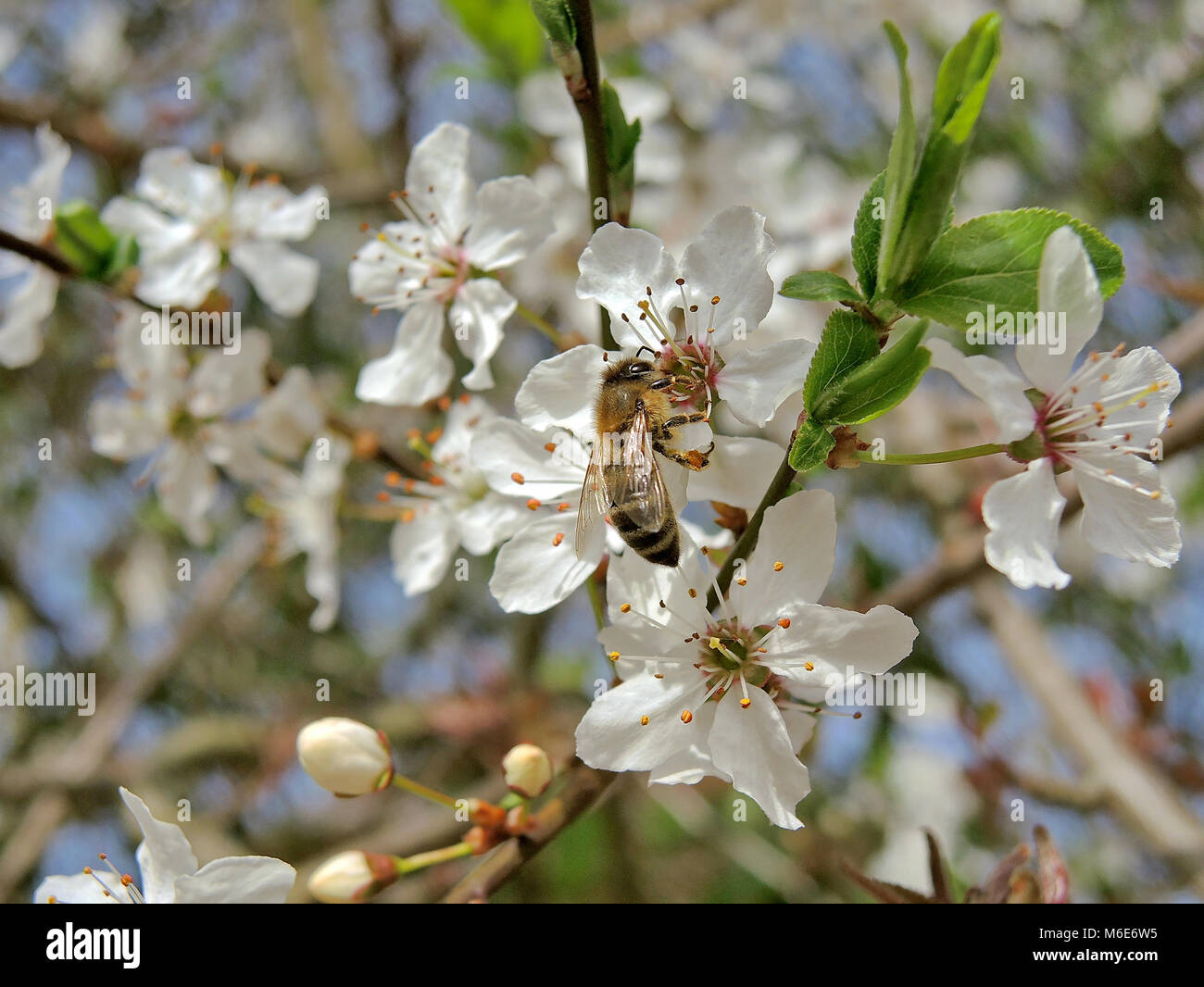 Bees in spring 4 Stock Photo - Alamy