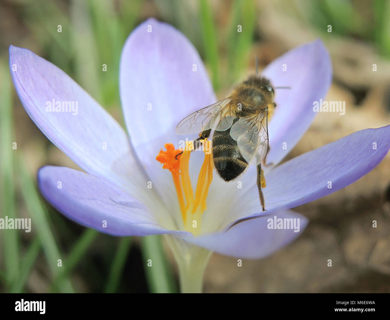 Bees in spring 5 Stock Photo - Alamy