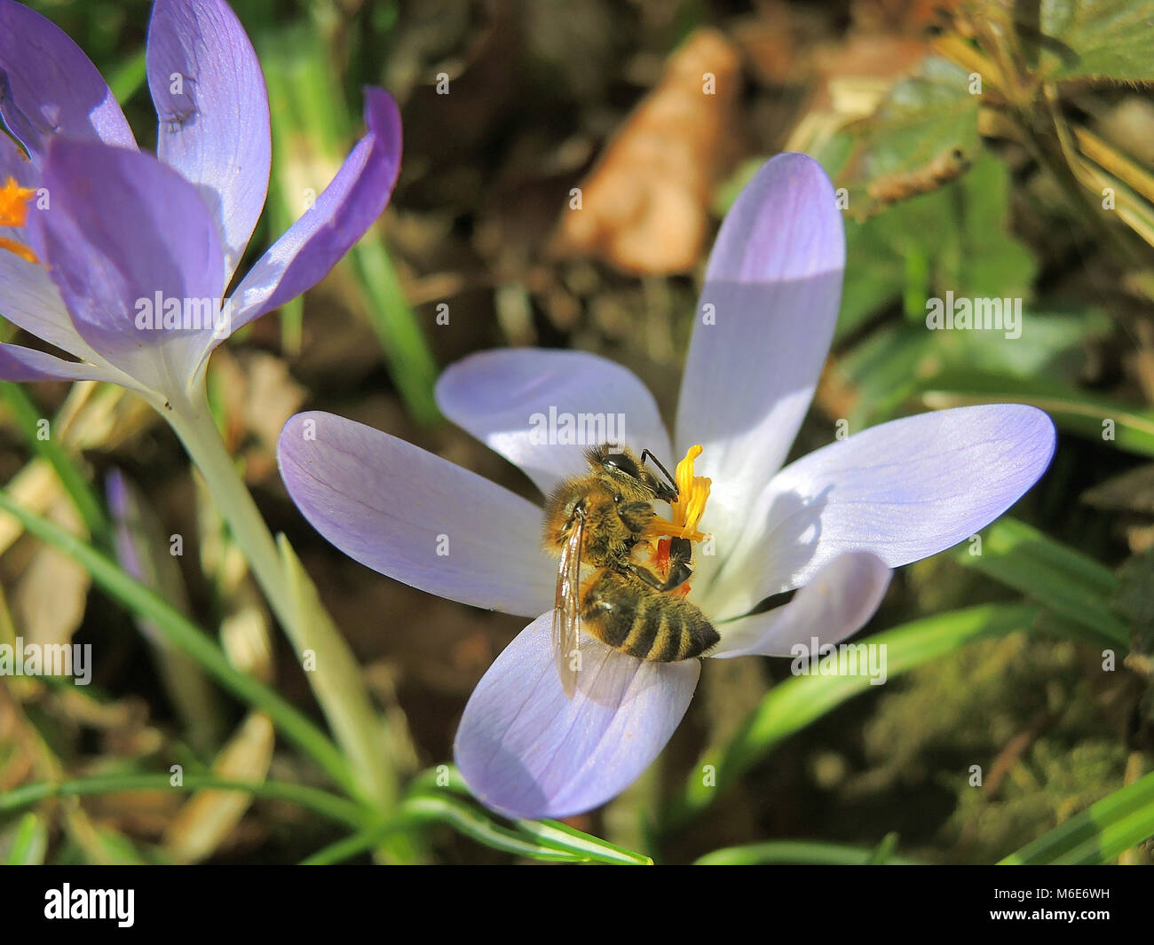 Bees in spring 6 Stock Photo - Alamy