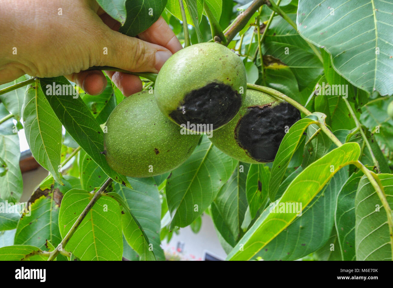 Black Walnut Pest High Resolution Stock Photography and Images - Alamy