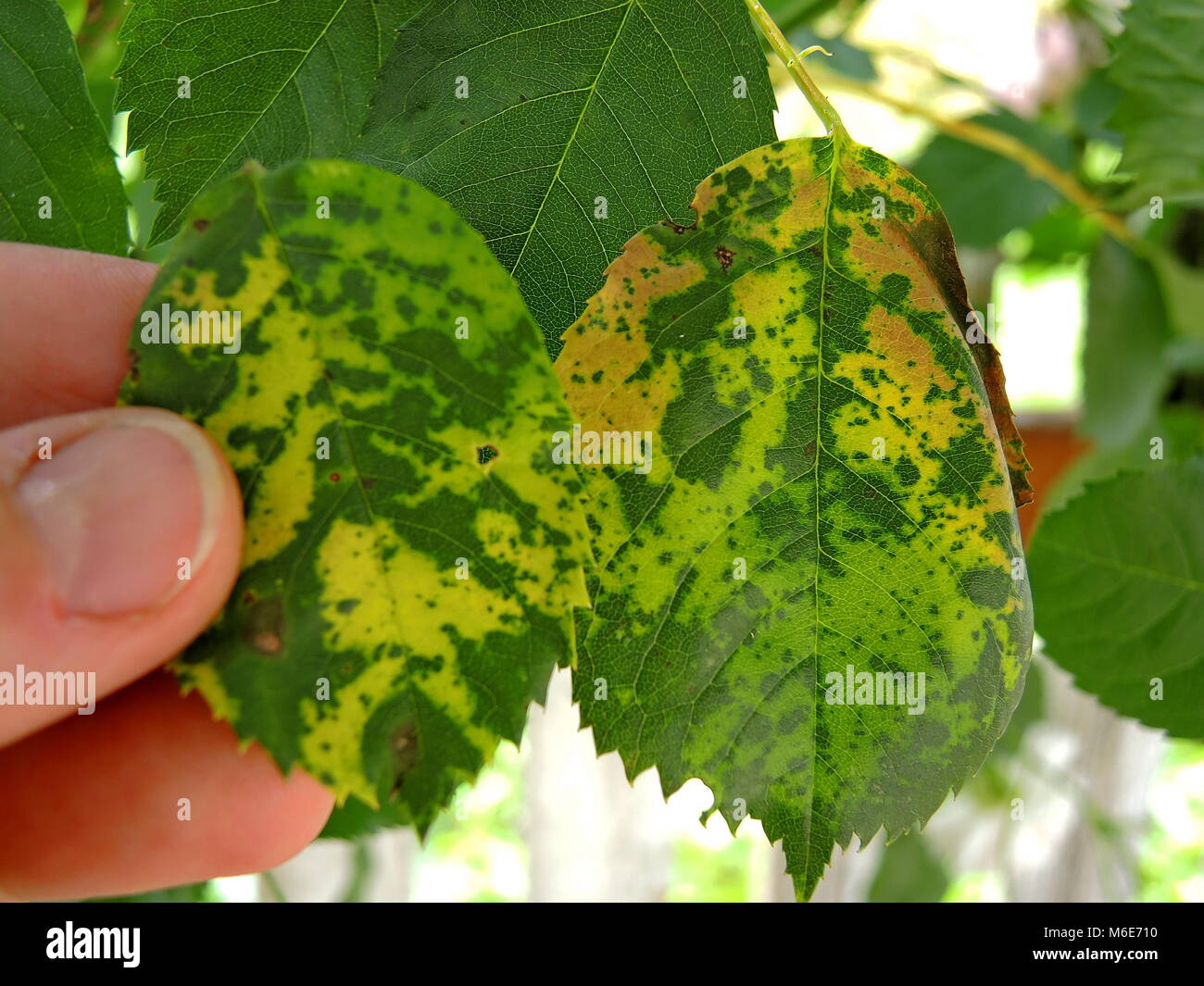 Black rot of rose 2 Stock Photo - Alamy