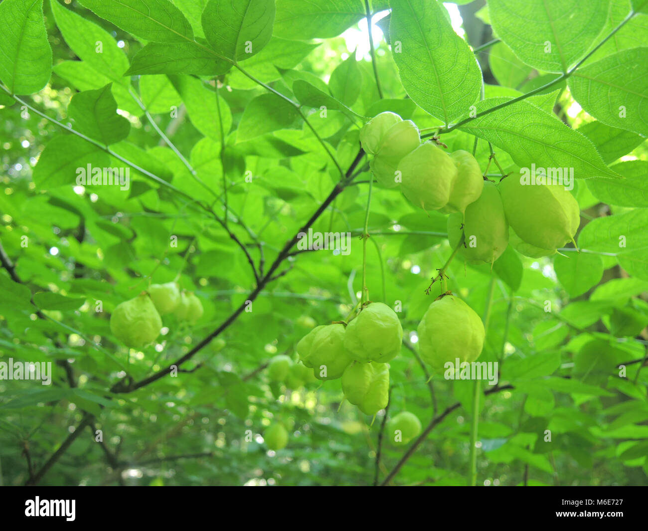 Bladdernut hi-res stock photography and images - Alamy