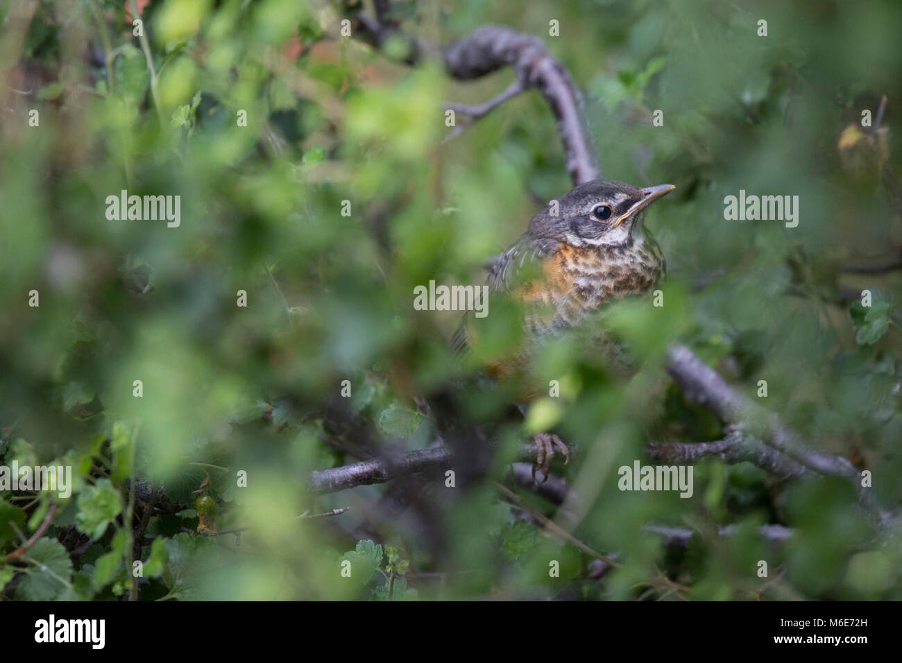 Juvenile american robin hi-res stock photography and images - Alamy
