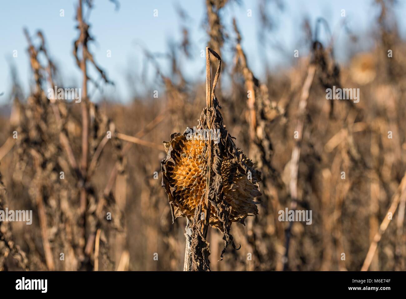 Faded sunflower at a sunflower field in the autumn, Germany Stock Photo ...