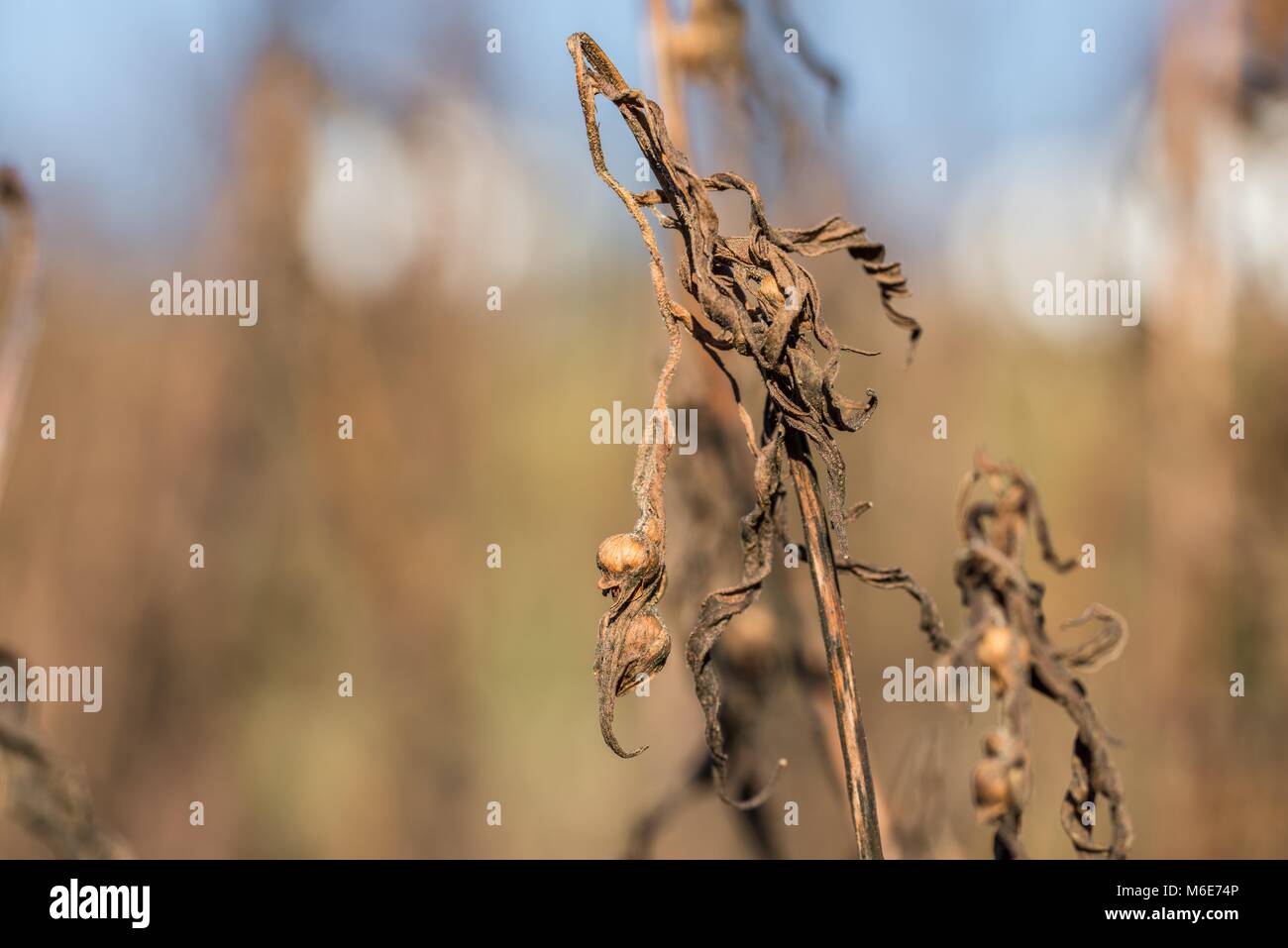 Faded sunflower at a sunflower field in the autumn, Germany Stock Photo ...