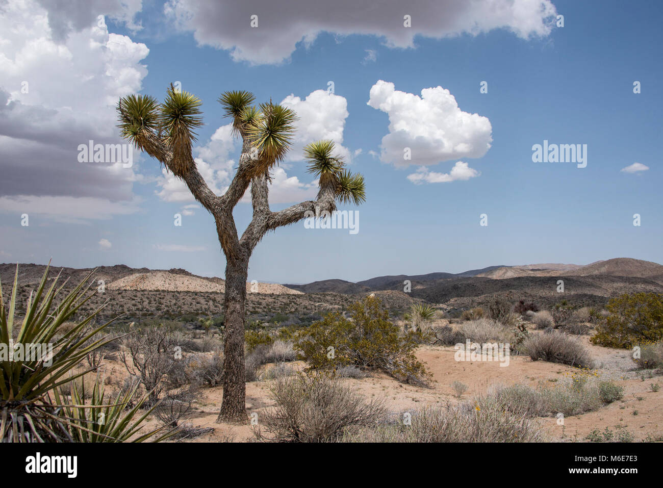 Clouds and Joshua tree Stock Photo - Alamy