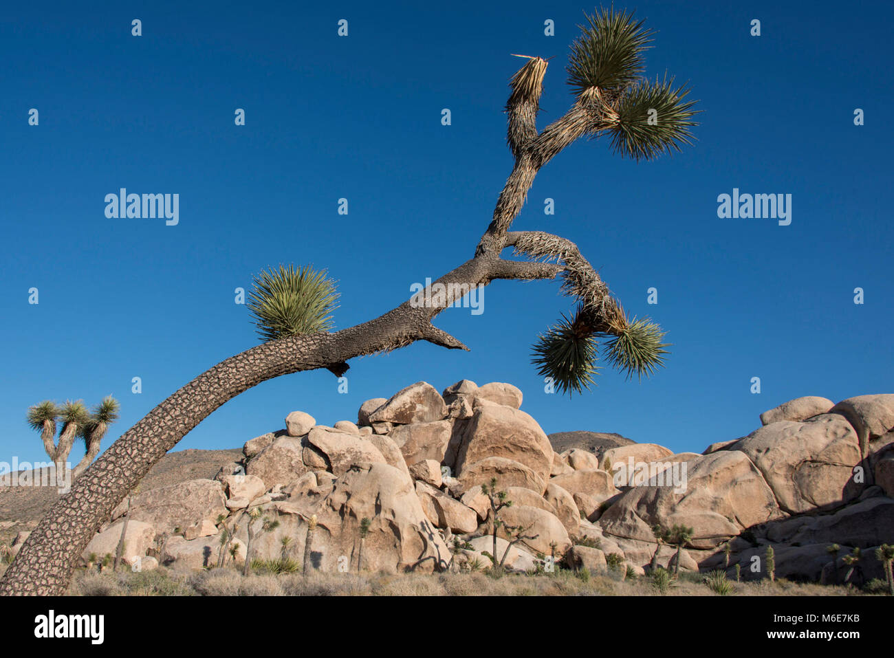 Joshua tree in Hall of Horrors Stock Photo - Alamy