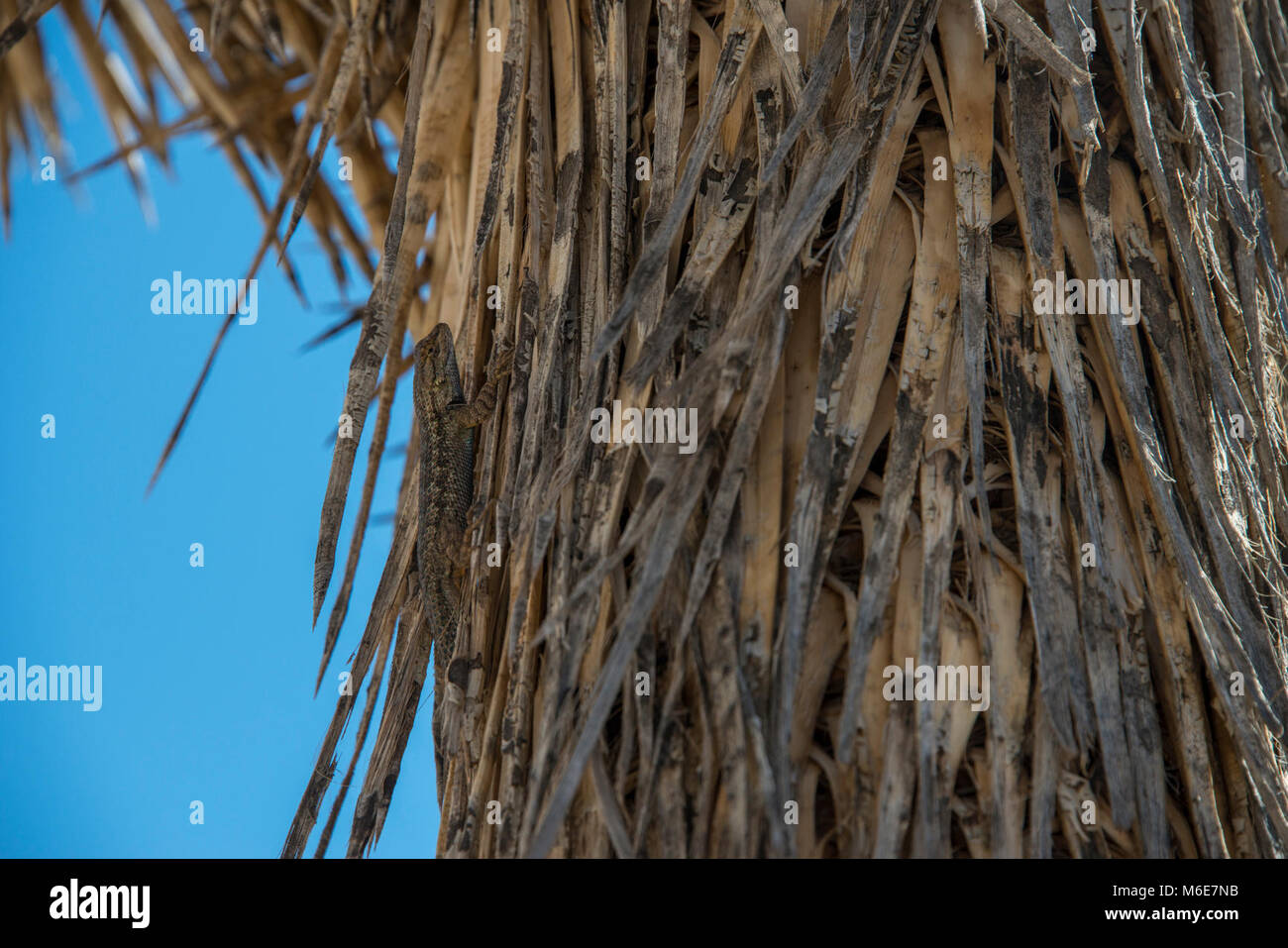 Lizard on Joshua tree Stock Photo - Alamy