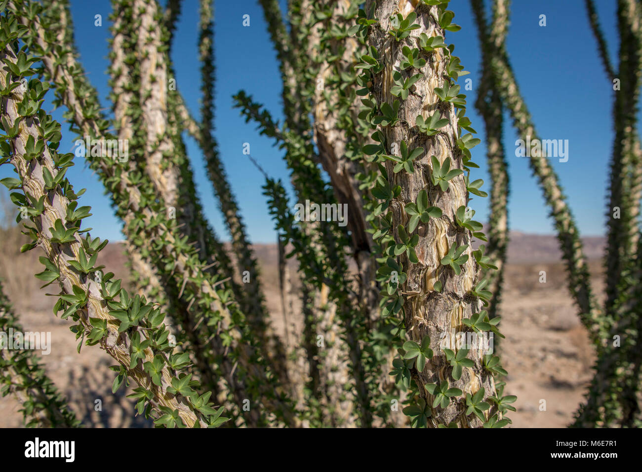 Ocotillo with leaves Stock Photo - Alamy