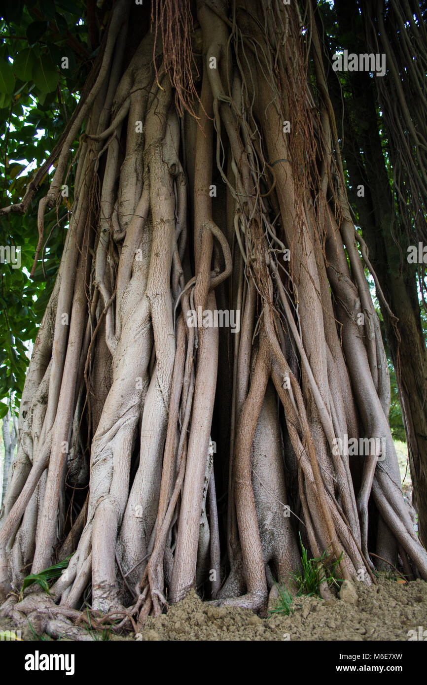 Underground Tree Roots Stock Photos & Underground Tree Roots Stock ...