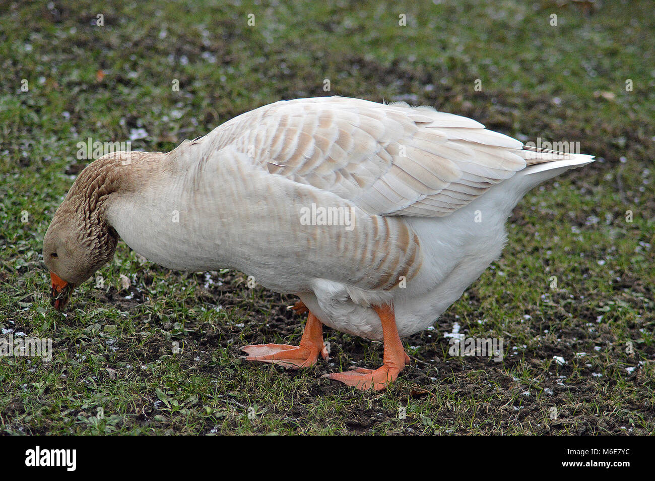 Goose spit hi-res stock photography and images - Alamy