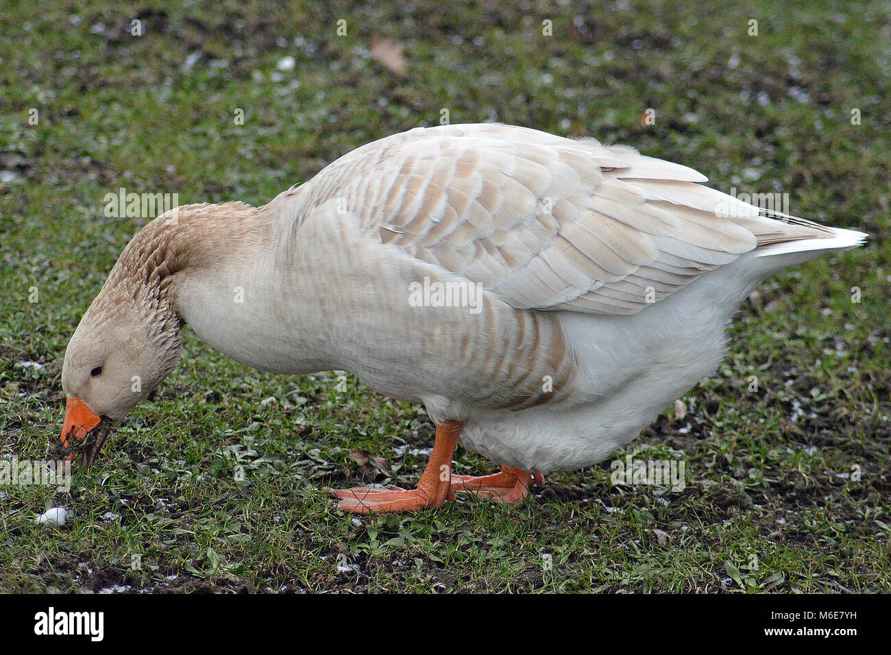 Goose spit hi-res stock photography and images - Alamy