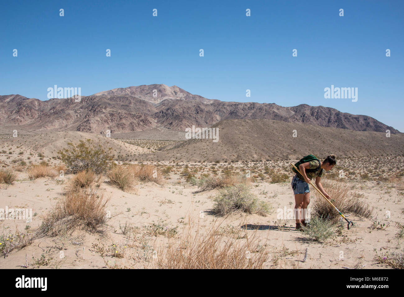 Sahara mustard hi-res stock photography and images - Alamy