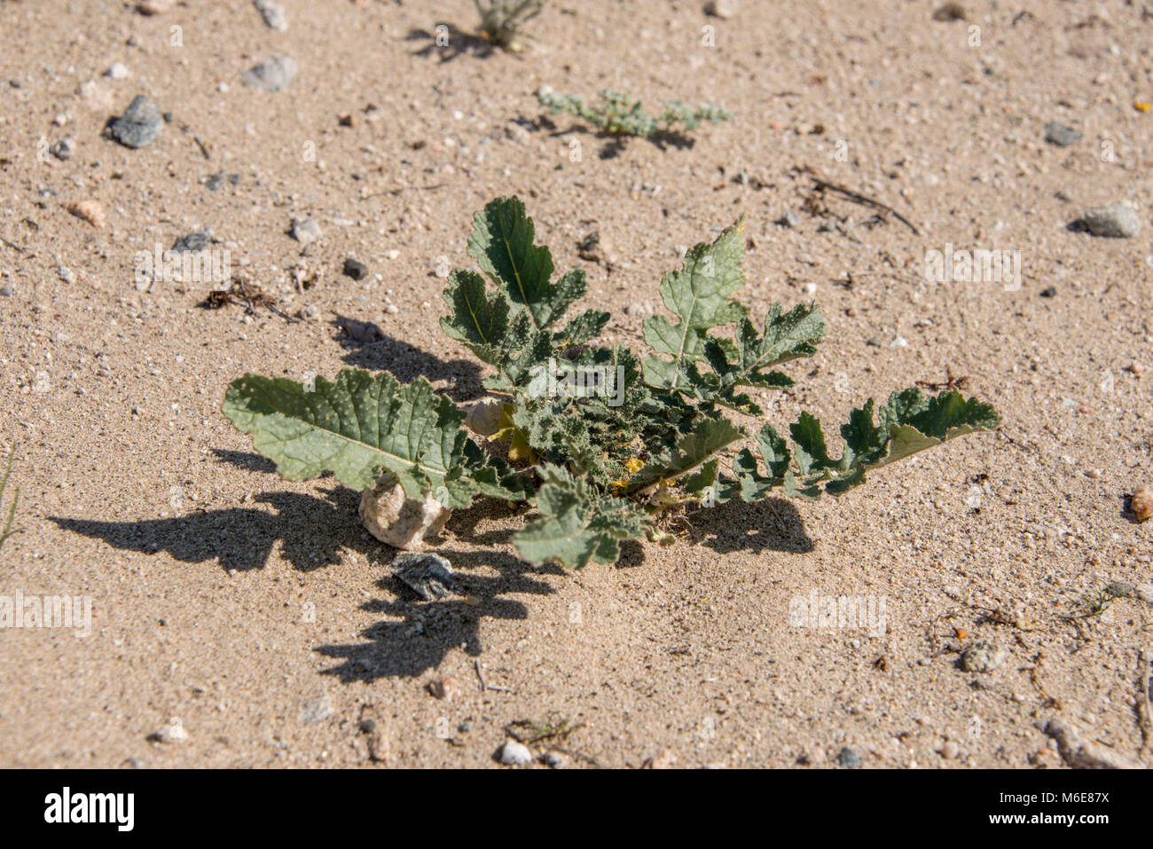 Sahara mustard hi-res stock photography and images - Alamy