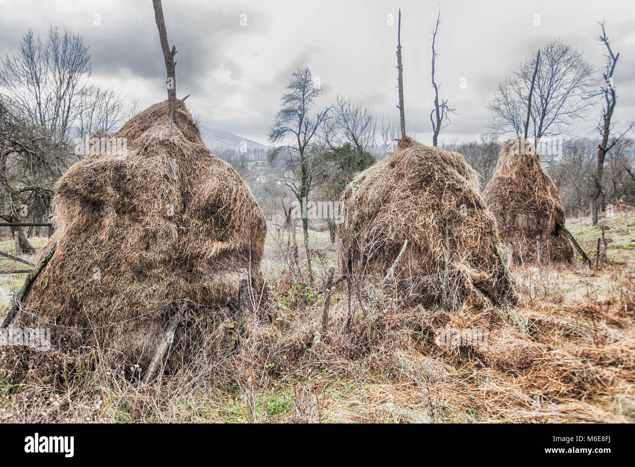 Rural landscape , haystack in countryside, traditional way of ...