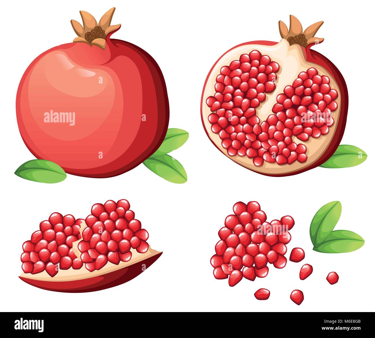 Pomegranate and fresh seeds of pomegranates. Vector illustration of ...