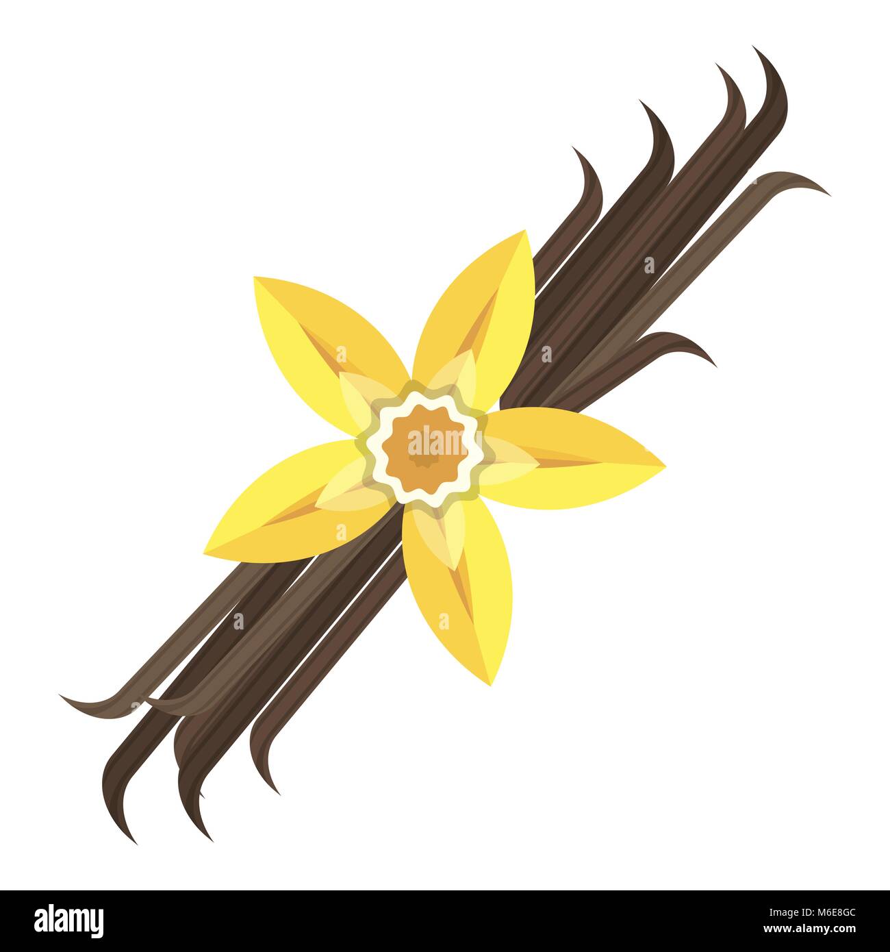 vanilla flower flat illustration Stock Vector Image & Art - Alamy