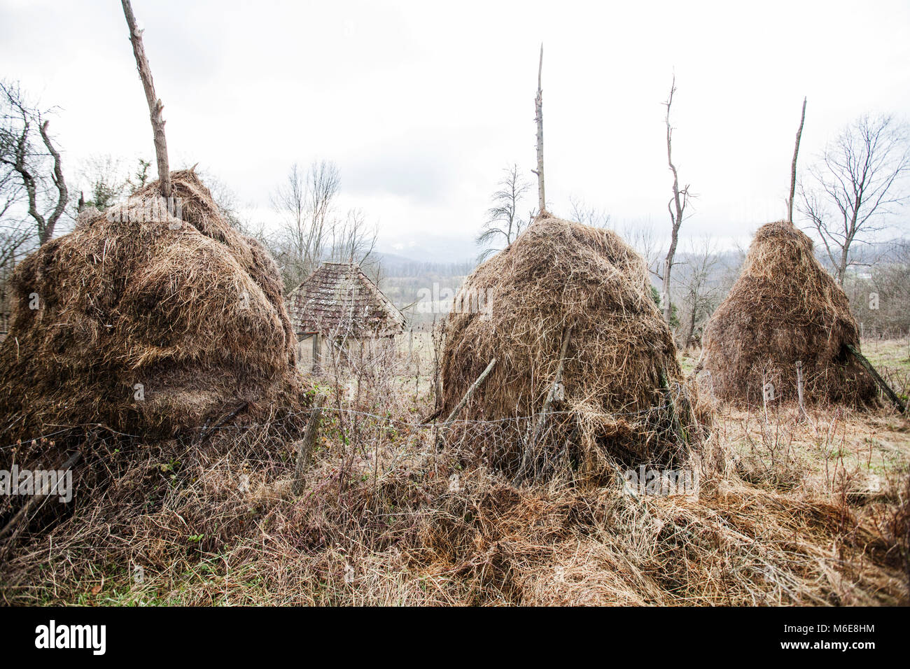 Rural landscape , haystack in countryside, traditional way of ...