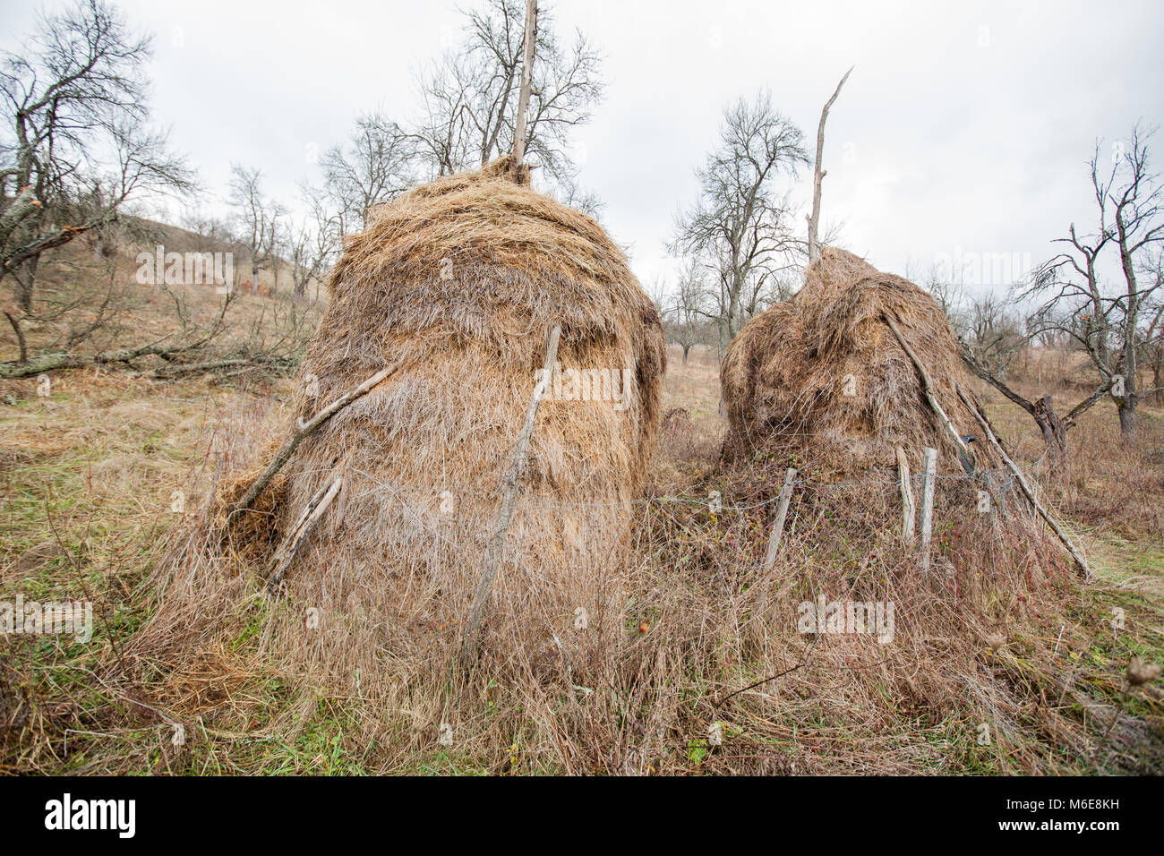 Rural landscape , haystack in countryside, traditional way of ...