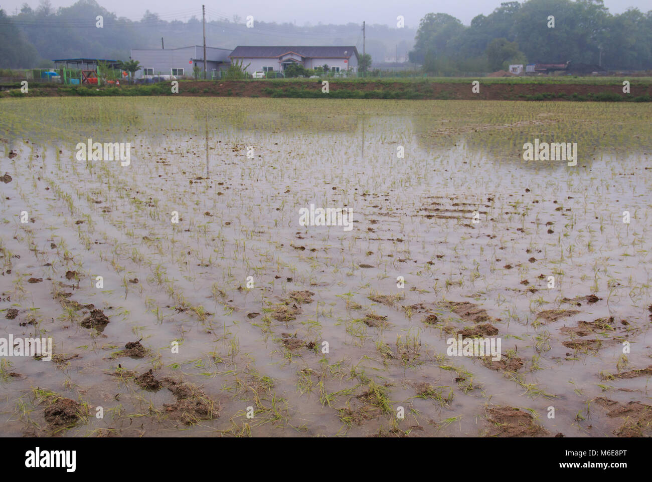 rice paddy field on a rainy day Stock Photo - Alamy