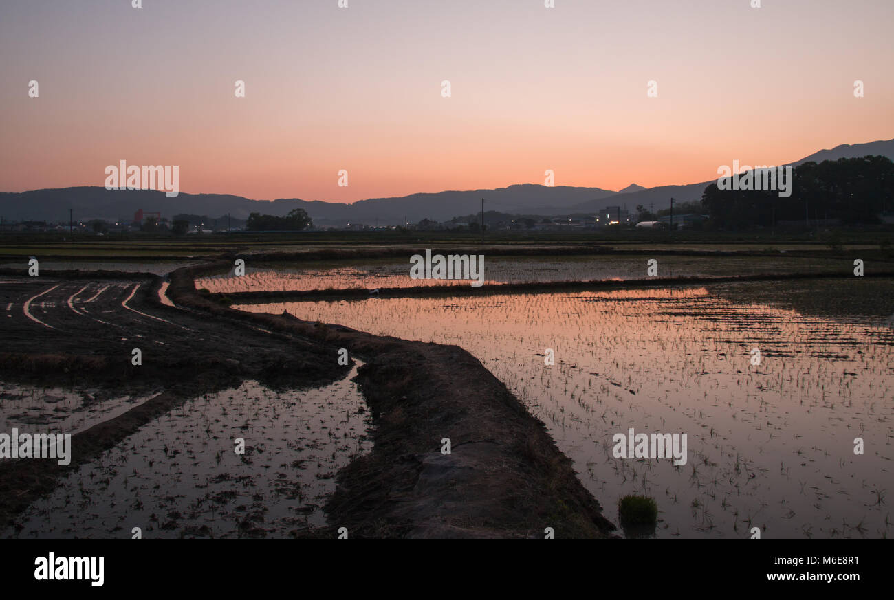 rice paddy field on sunset Stock Photo - Alamy
