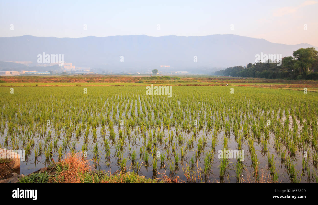 rice paddy field on a fine spring day Stock Photo - Alamy