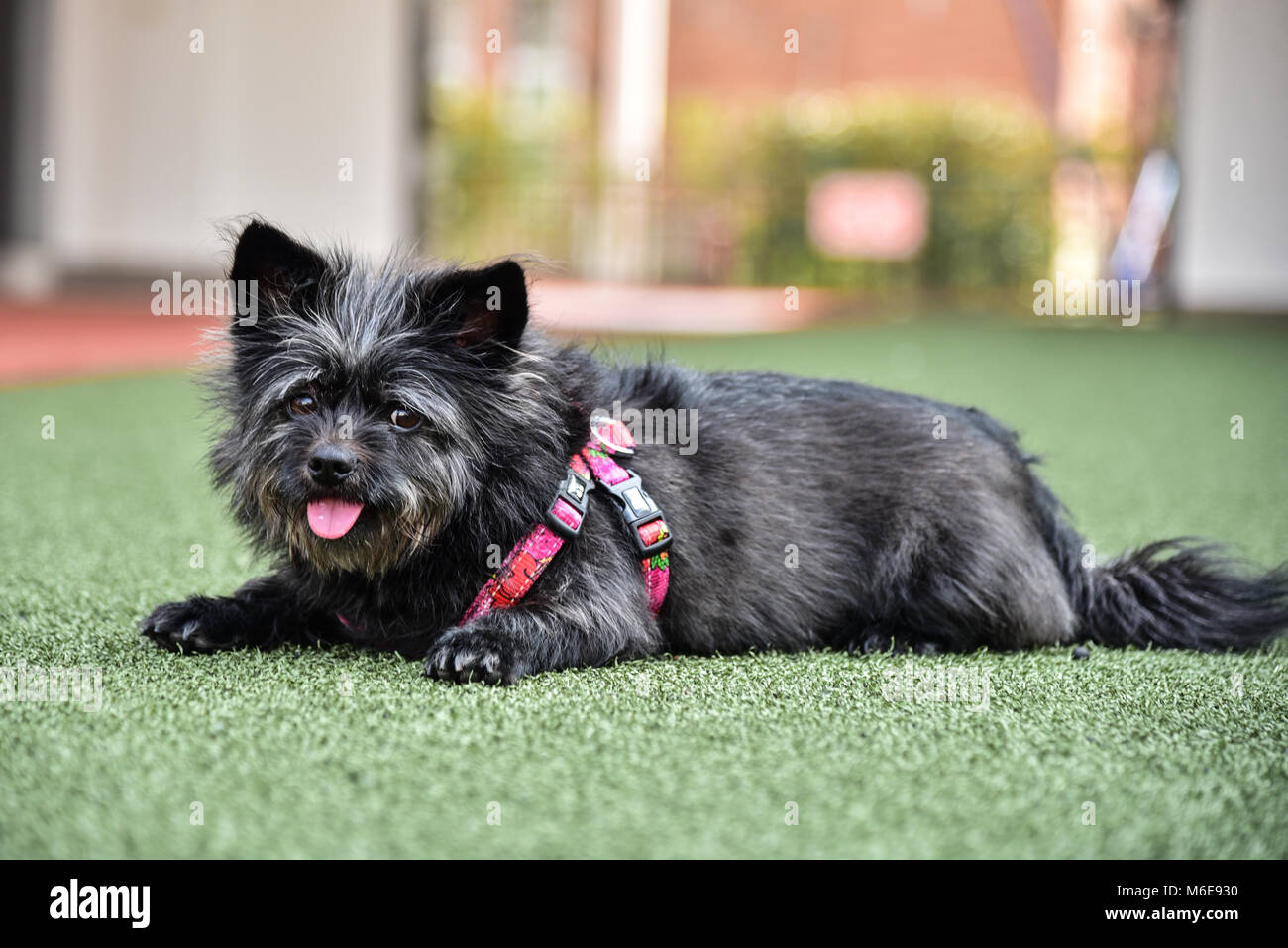 Toto dog hi-res stock photography and images - Alamy