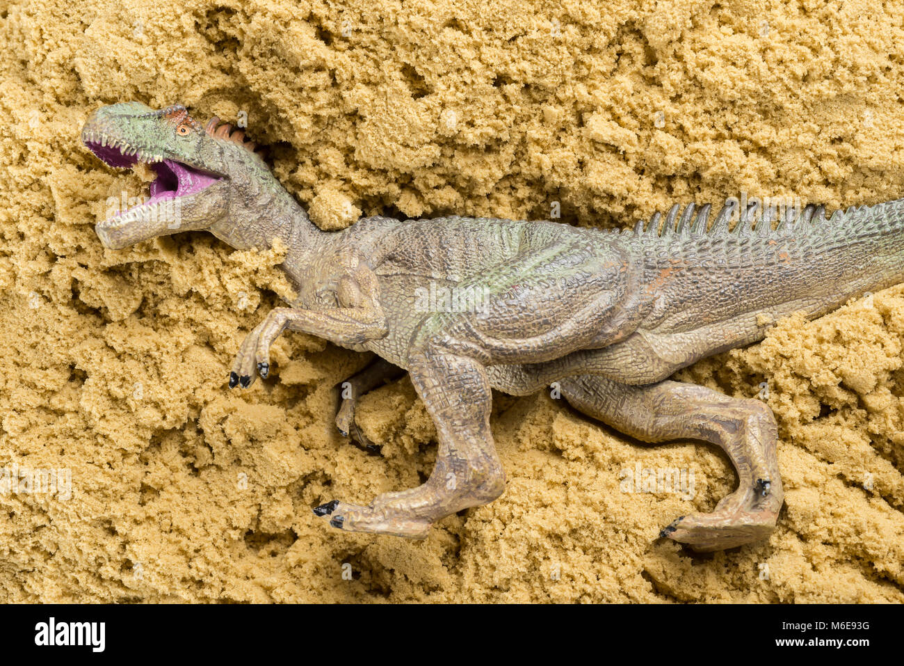Allosaurus on sand concept of animal excavating Stock Photo - Alamy