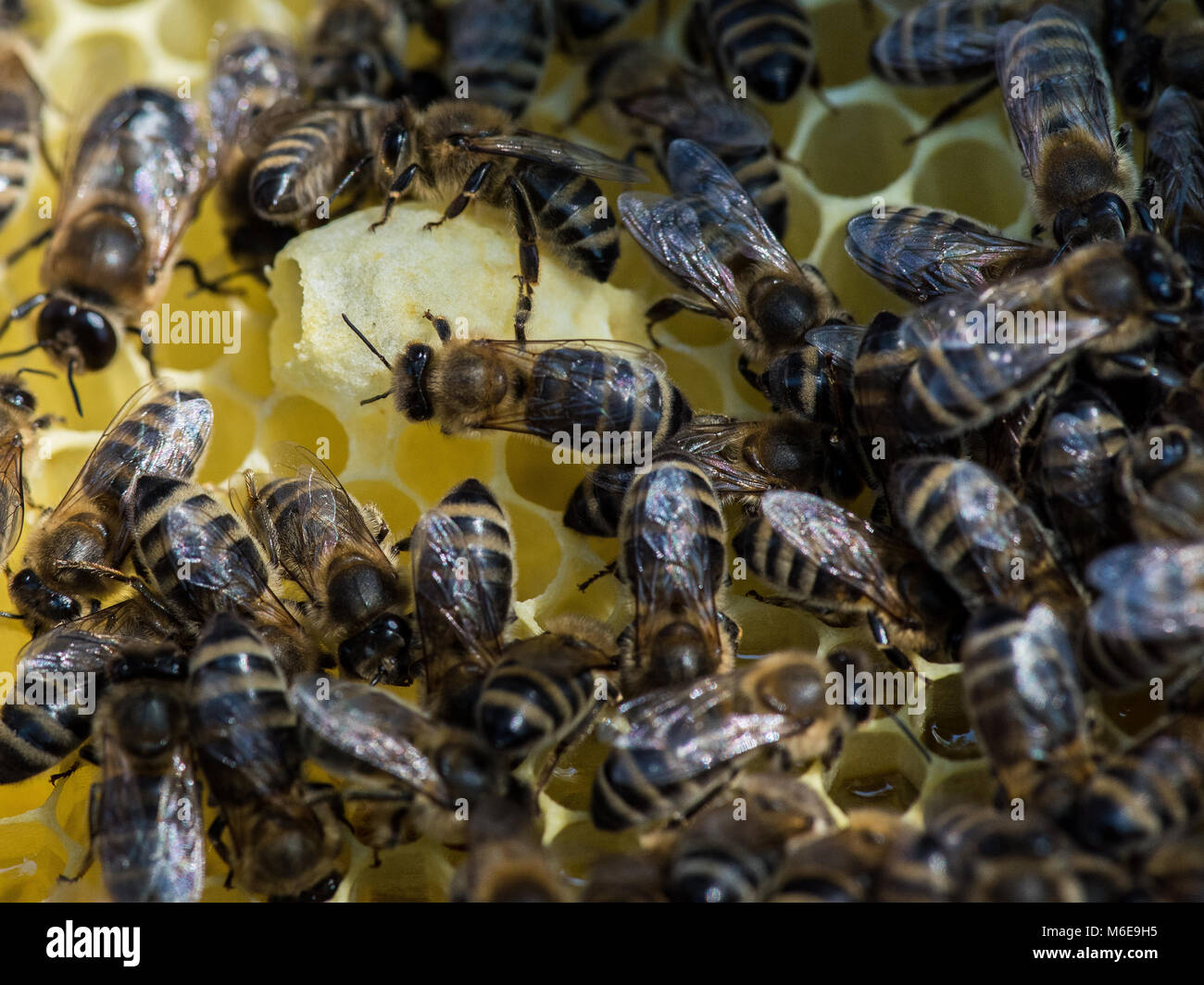Queen cells 1 Stock Photo - Alamy