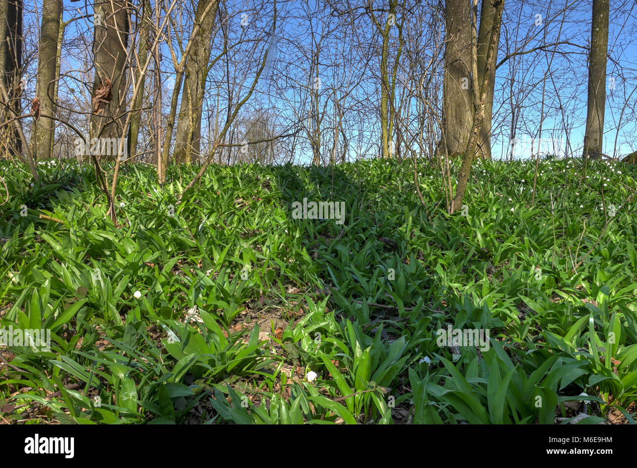 Ramson crop hi-res stock photography and images - Alamy