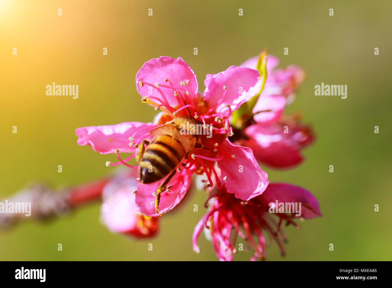 A branch of cherry blossoms. Spring young flowers. Sunlight through the ...