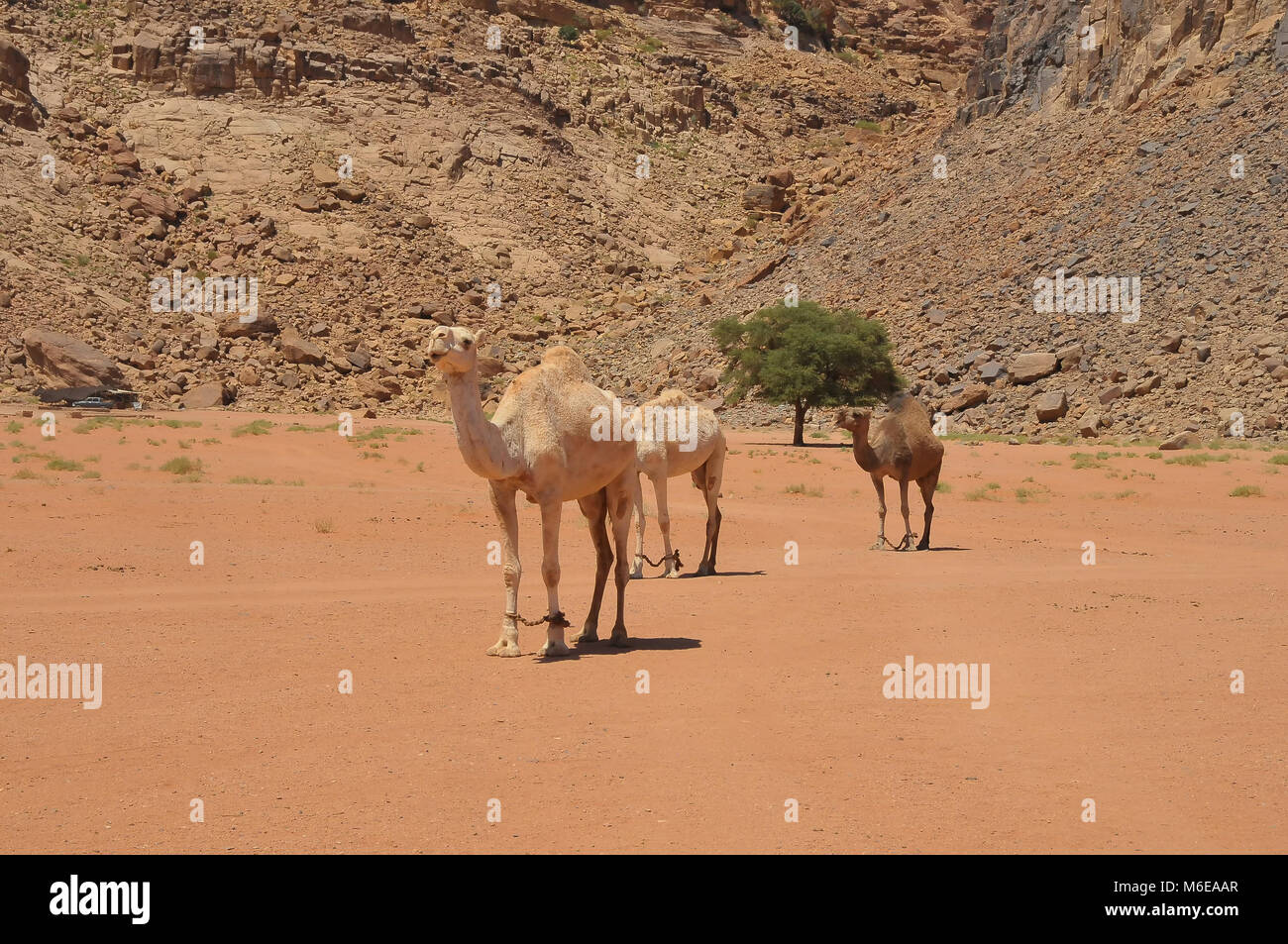 Camels in the desert of Wadi Rum Jordan the middle east used to ...