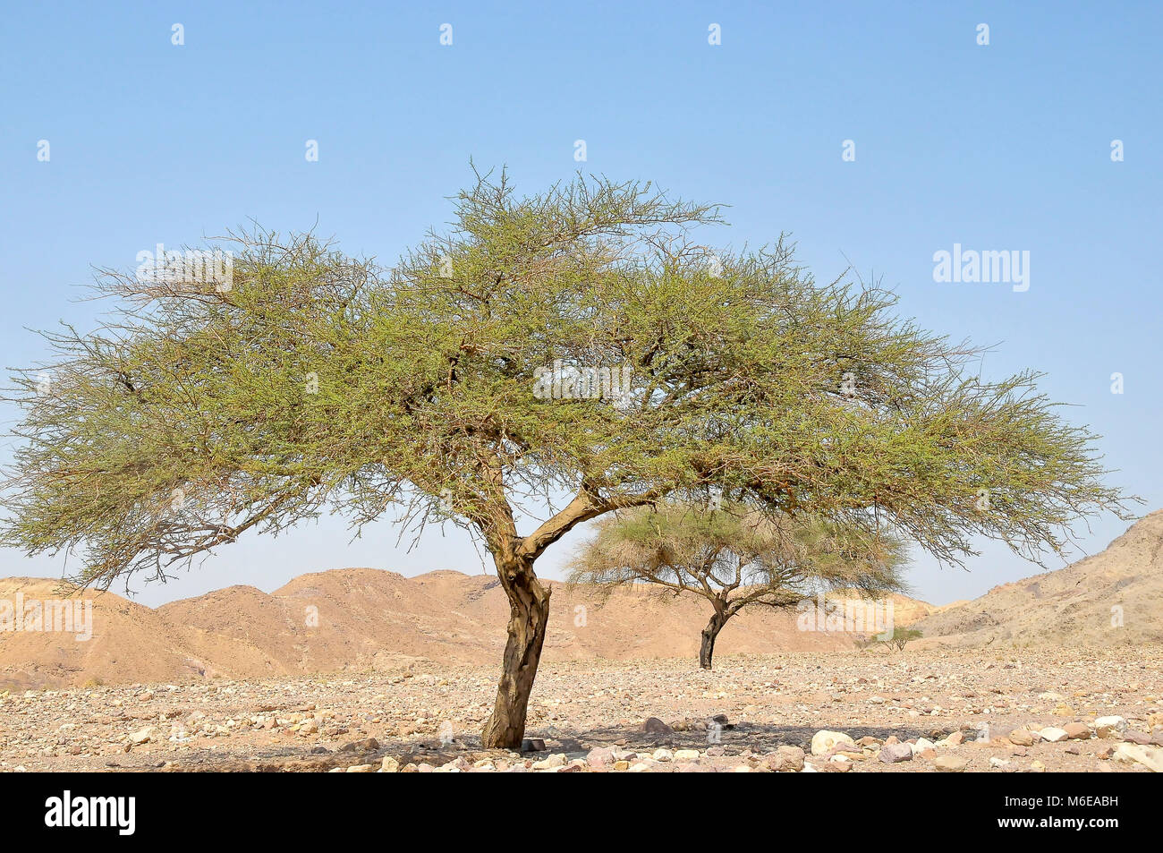 Two trees in the deserts of Jordan surviving the dry climate ...