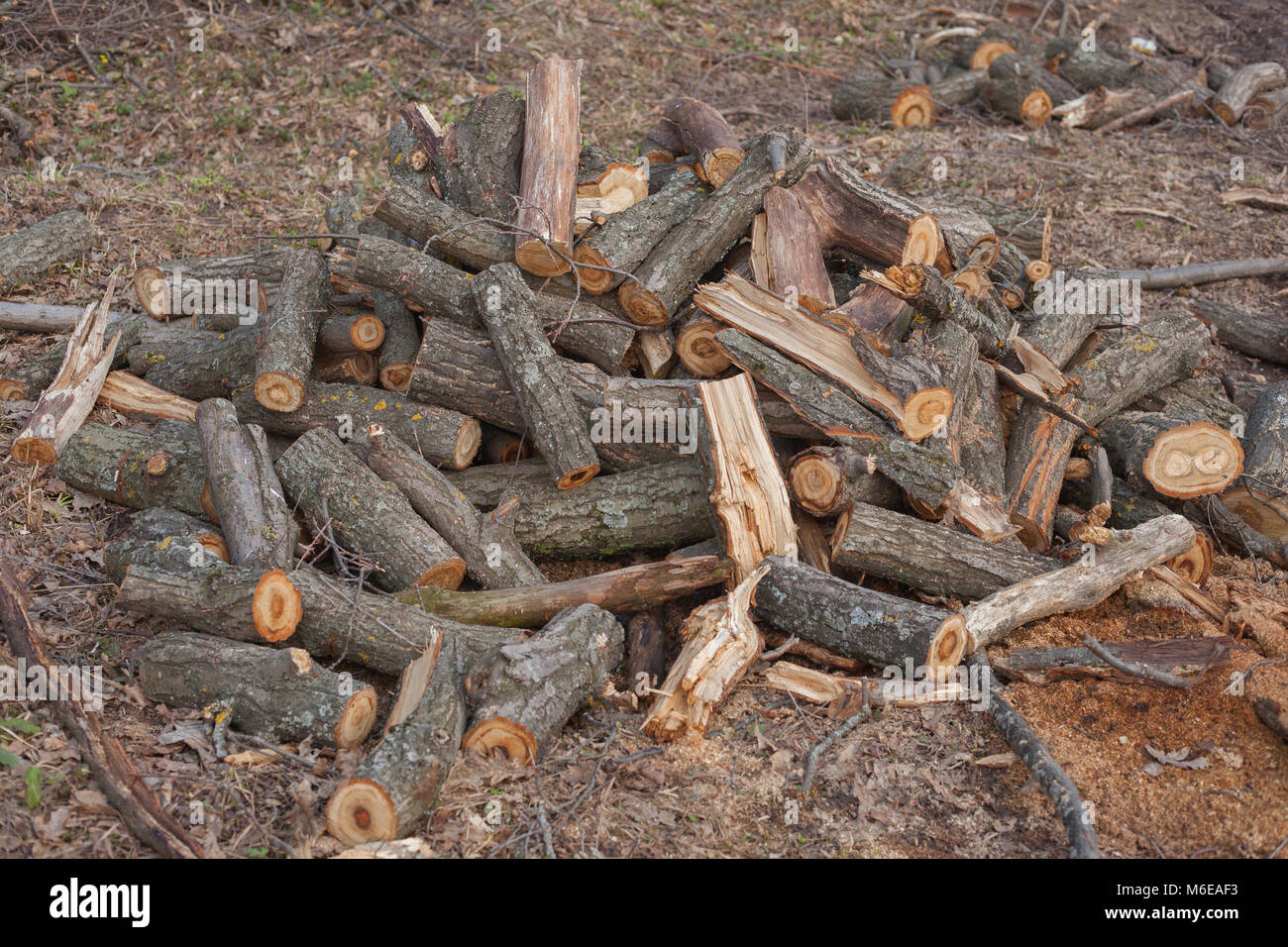 Illegal felling of trees in the forest. Ecology Stock Photo - Alamy