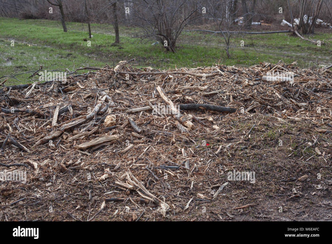 Illegal felling of trees in the forest. Ecology Stock Photo - Alamy