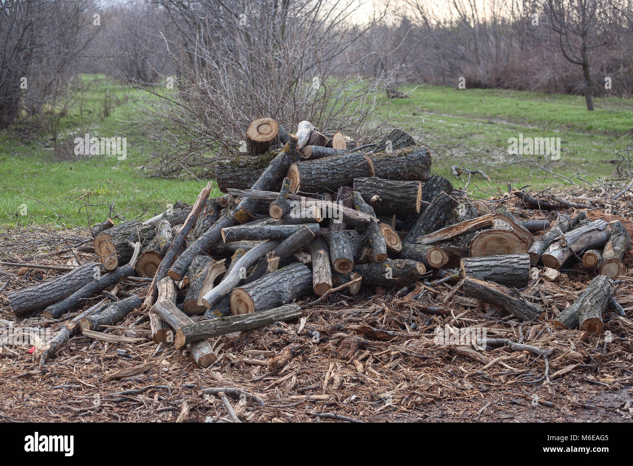 Illegal felling of trees in the forest. Ecology Stock Photo - Alamy