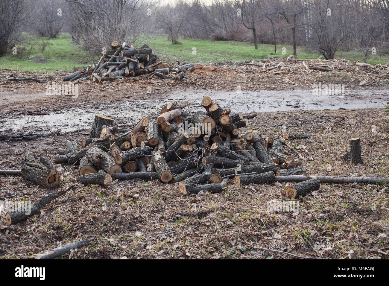 Illegal felling of trees in the forest. Ecology Stock Photo - Alamy