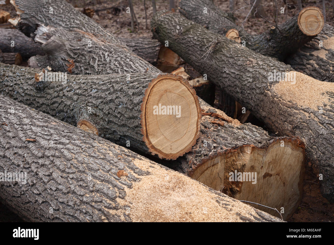 Illegal felling of trees in the forest. Ecology Stock Photo - Alamy