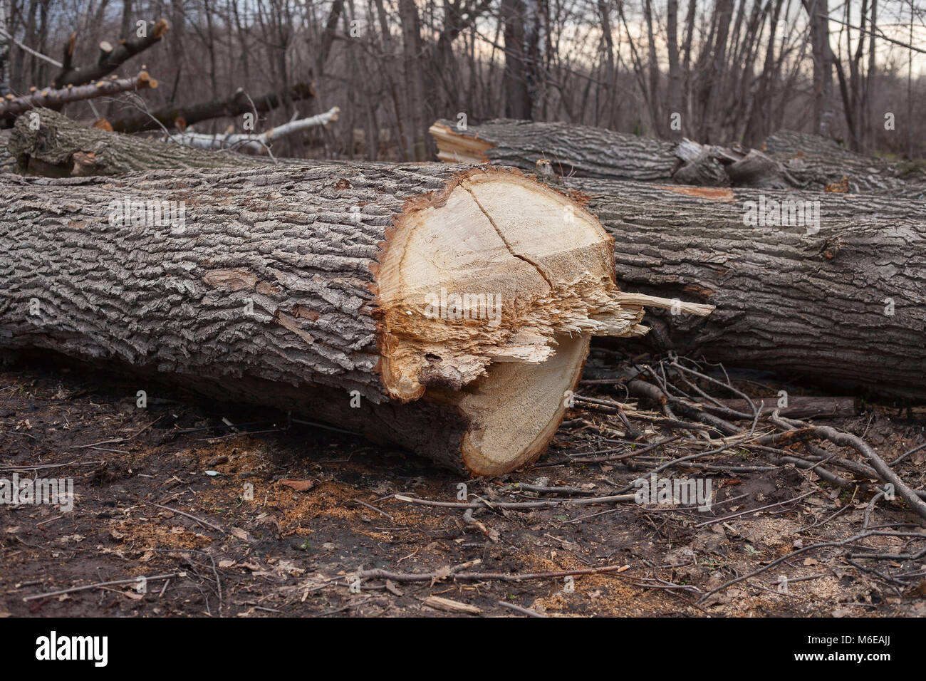 Illegal felling of trees in the forest. Ecology Stock Photo - Alamy