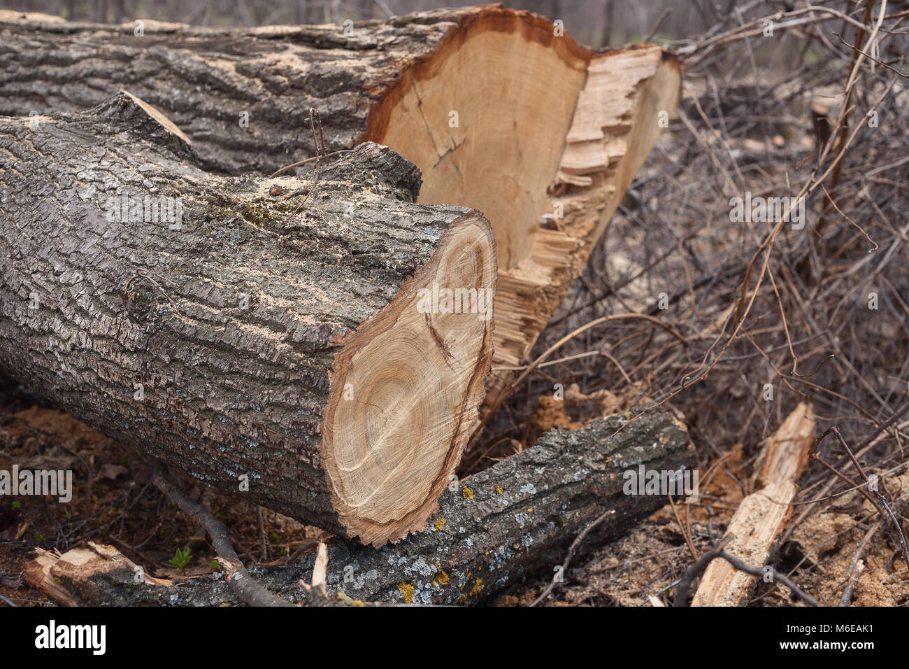 Illegal felling of trees in the forest. Ecology Stock Photo - Alamy