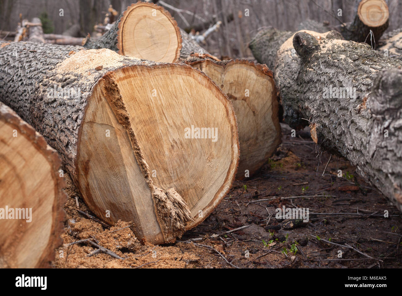 Illegal felling of trees in the forest. Ecology Stock Photo - Alamy