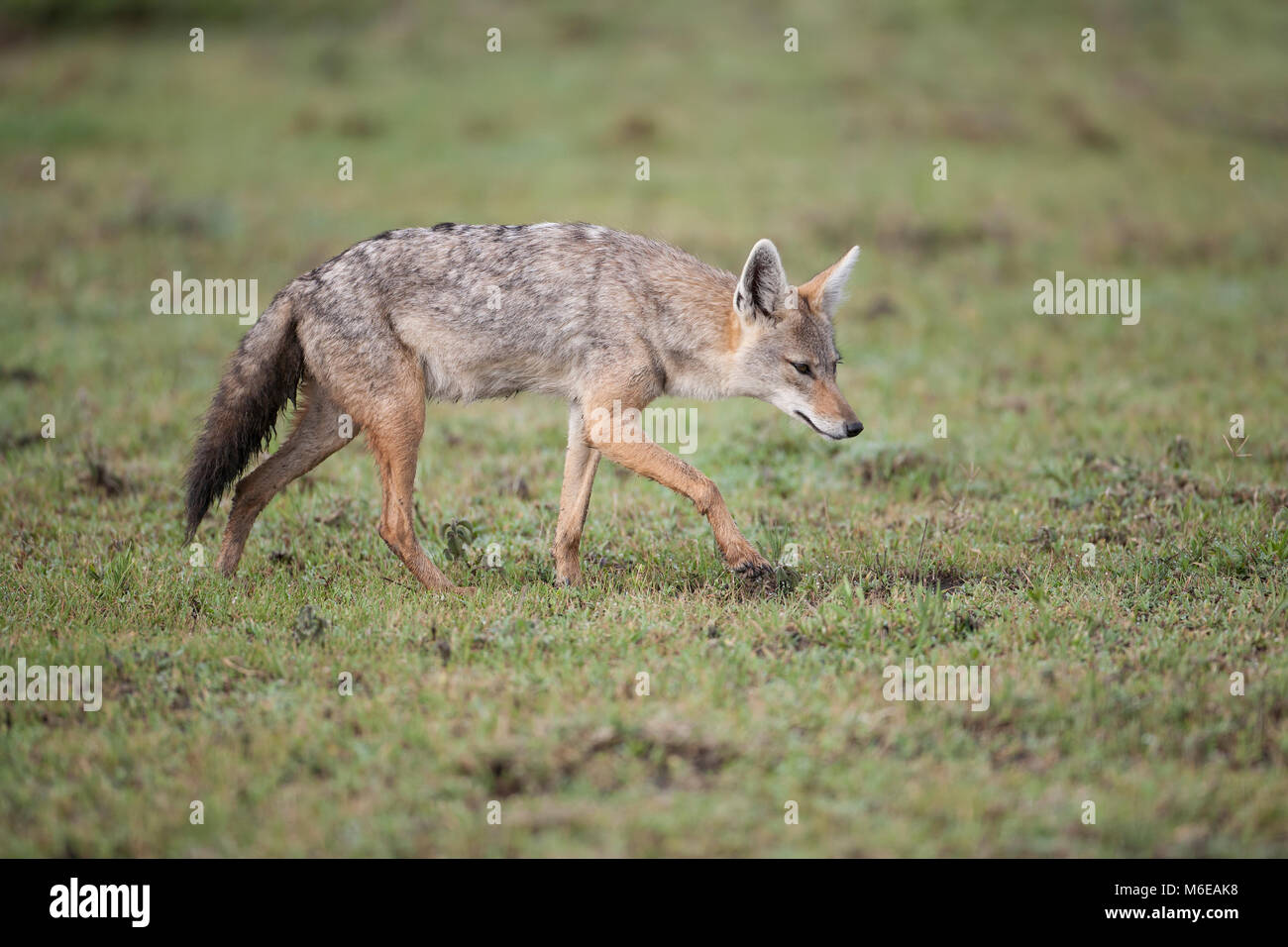 Golden (Common) Jackal Canis aureus prowling in grassland in Tanzania ...