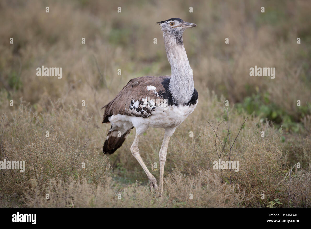 Kori Bustard Wingspan