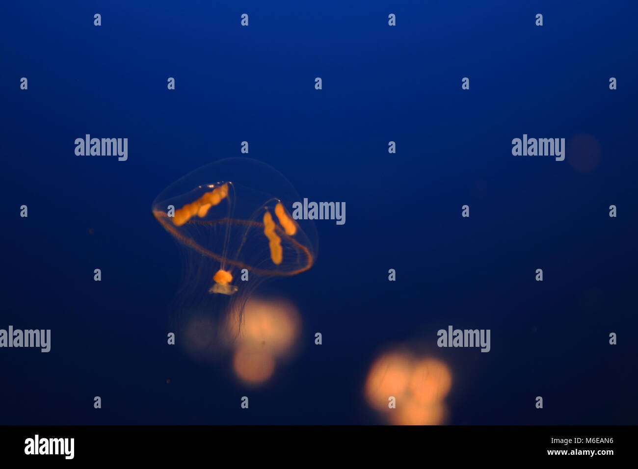floating jellyfish in the water Stock Photo - Alamy