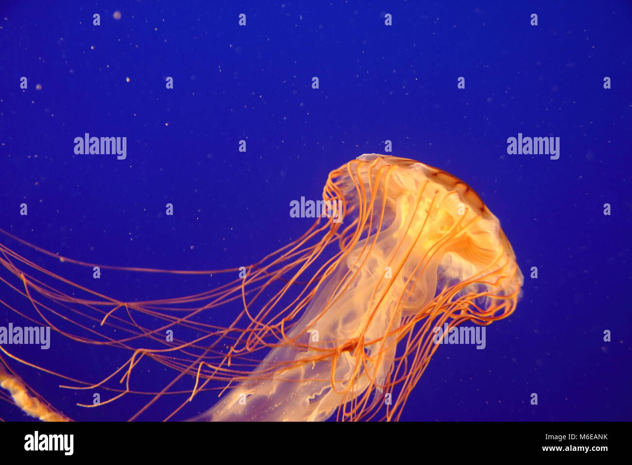 Floating fish in aquarium hi-res stock photography and images - Alamy