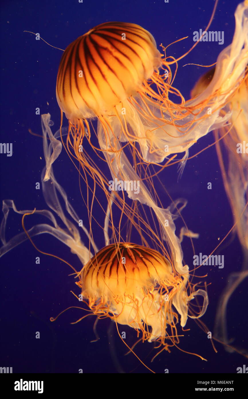 floating jellyfish in the water Stock Photo - Alamy