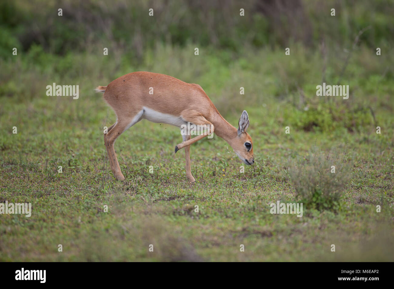 Steenbok Raphicerus campestris on scrubland in Tanzania Stock Photo - Alamy
