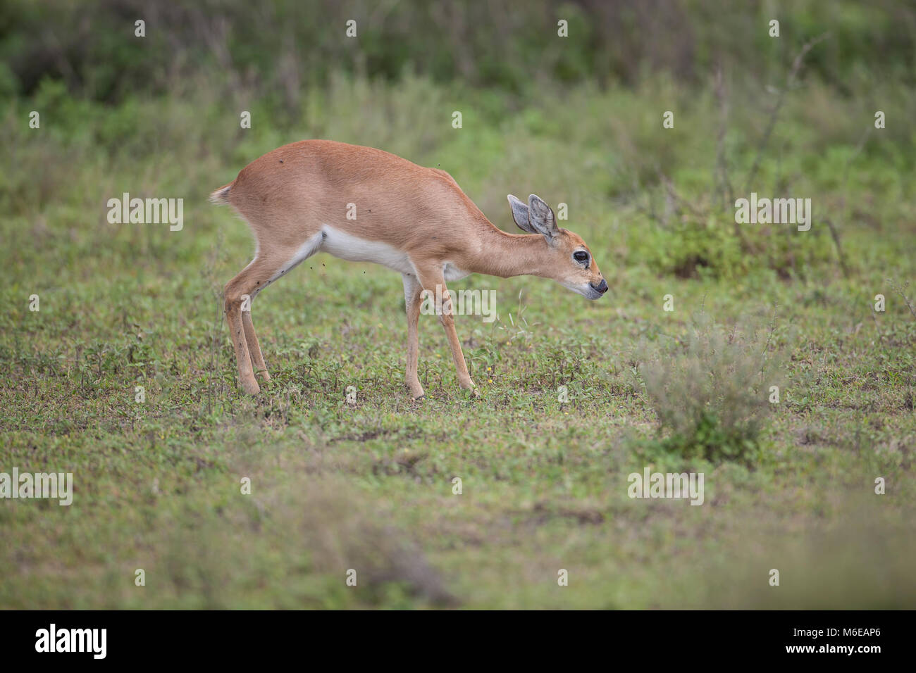 Stort stubby tail hi-res stock photography and images - Alamy