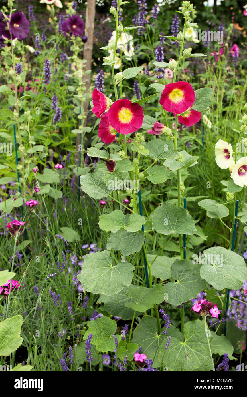 Wild Hollyhocks High Resolution Stock Photography and Images - Alamy