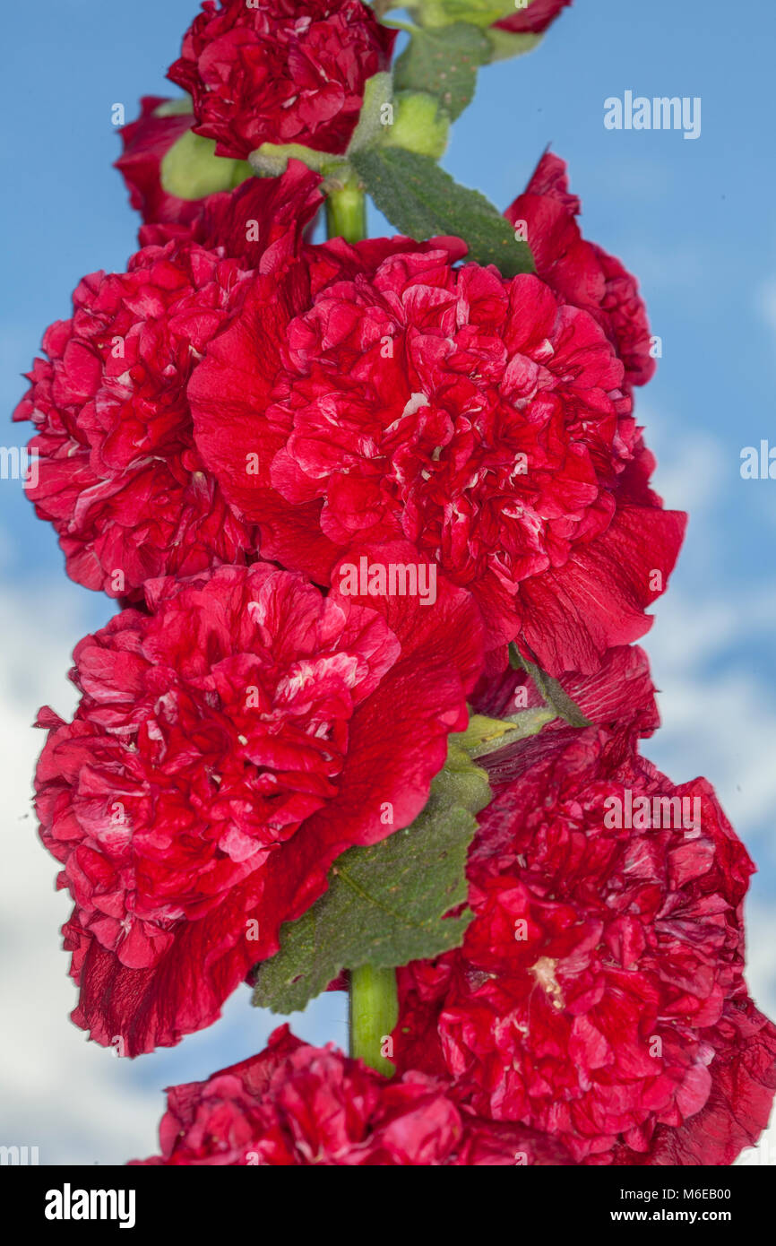 Chaters hi-res stock photography and images - Alamy